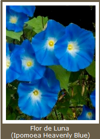 Enciclopedia Lunar: Flor De Luna