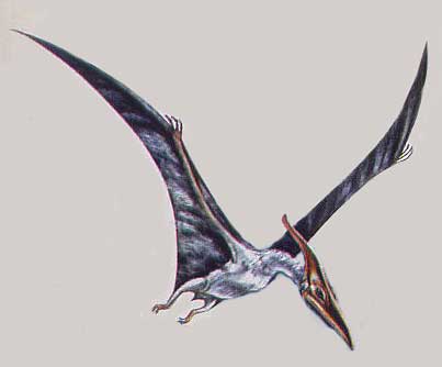 As cousas da clase : Pterodáctilos