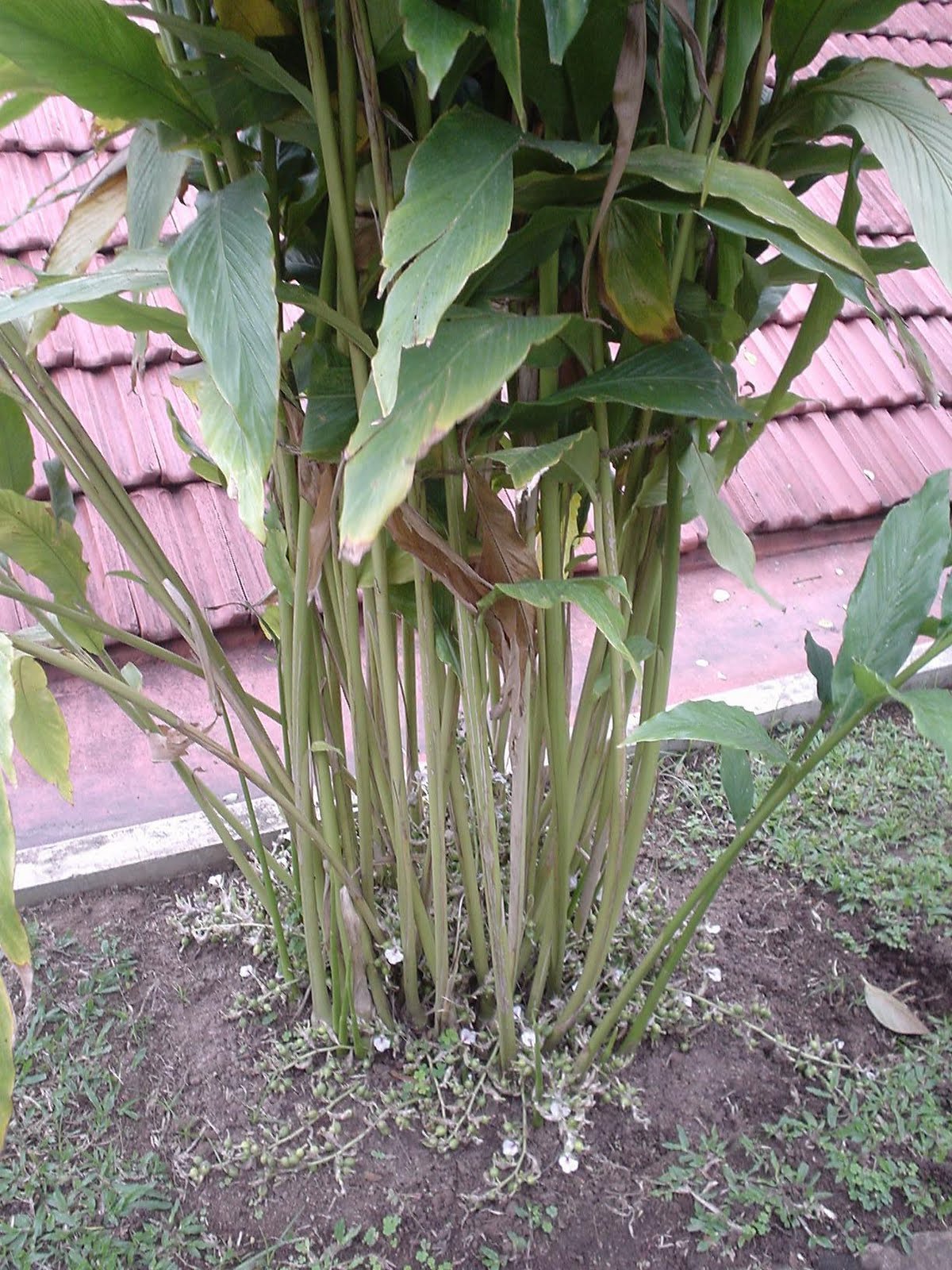 Nurman Suyoto's Blog : Informasi dan Pendidikan Untuk Indonesia ...