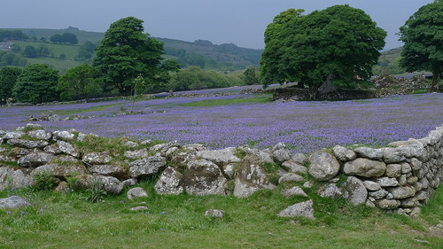 Dartmoor Stone Walls Devon - Britain All Over Travel Guide