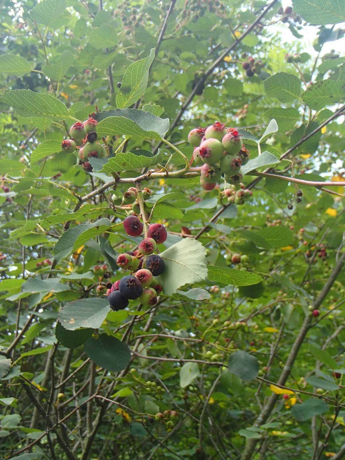 Ridge Berry Farm: The Juneberries are Ready