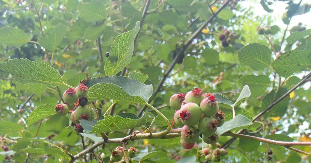 Ridge Berry Farm: The Juneberries are Ready
