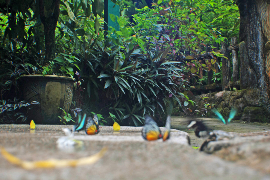 liyana nadirah (FT 5A): warna-warni si Rama-Rama