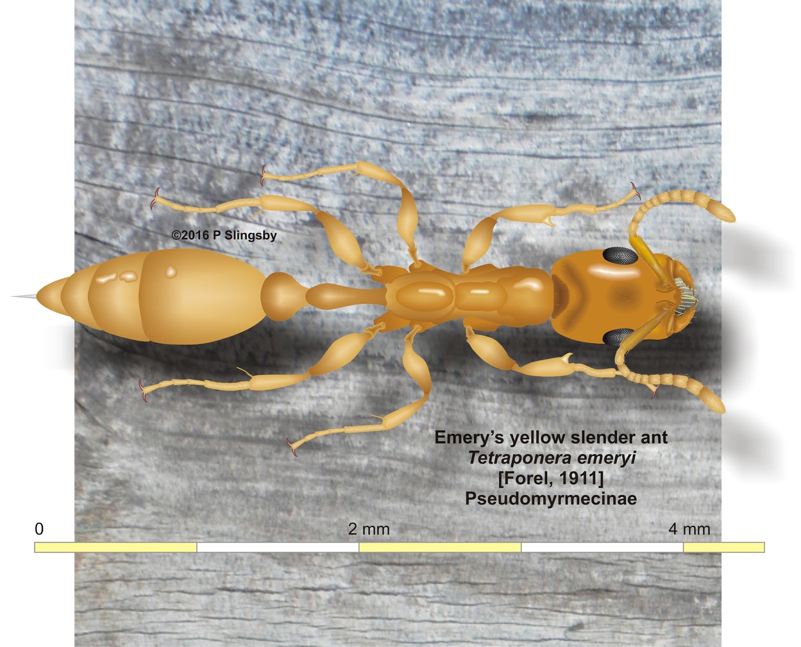 - Ants of Southern Africa -: Tetraponera species: Slender ants