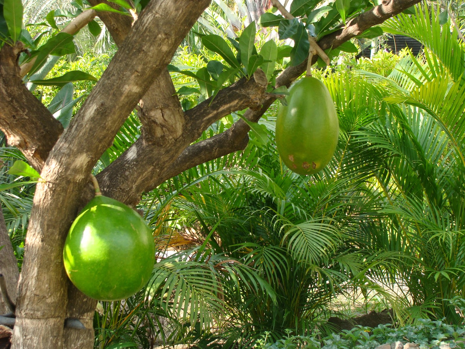 La Réunion lé la !: Arbre aux fruits généreux
