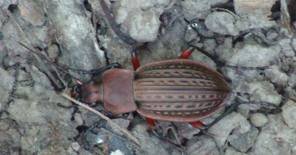 Beetles from Romania: Carabus (Tachypus) cancellatus