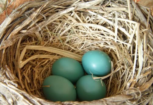 baby green: Monday Color: Robin's Egg Blue