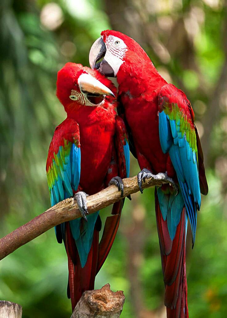 Colorful parrots