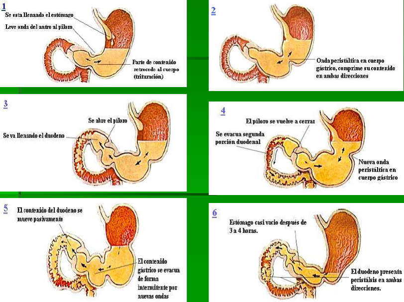 FISIOLOGIA: FISIOLOGIA DEL SISTEMA DIGESTIVO