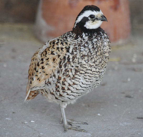 ZOOTOGRAFIANDO (6.100 ANIMALS): COLÍN DE VIRGINIA / VIRGINIA QUAIL ...
