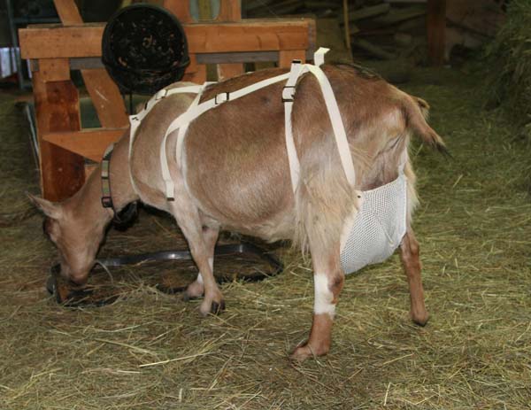 Out to Pasture: “August, with its great stacks of giant clouds”