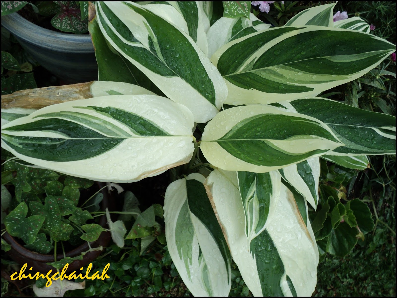 Simple Living In Nancy: Growing Variegated Araru Plants In My Garden