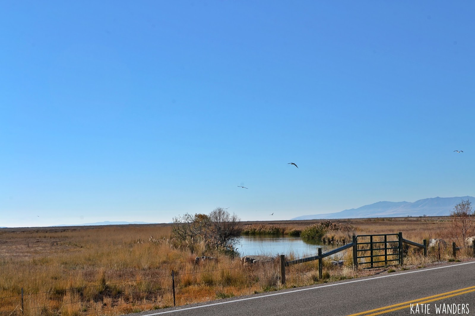 Katie Wanders : Bear River Migratory Bird Refuge
