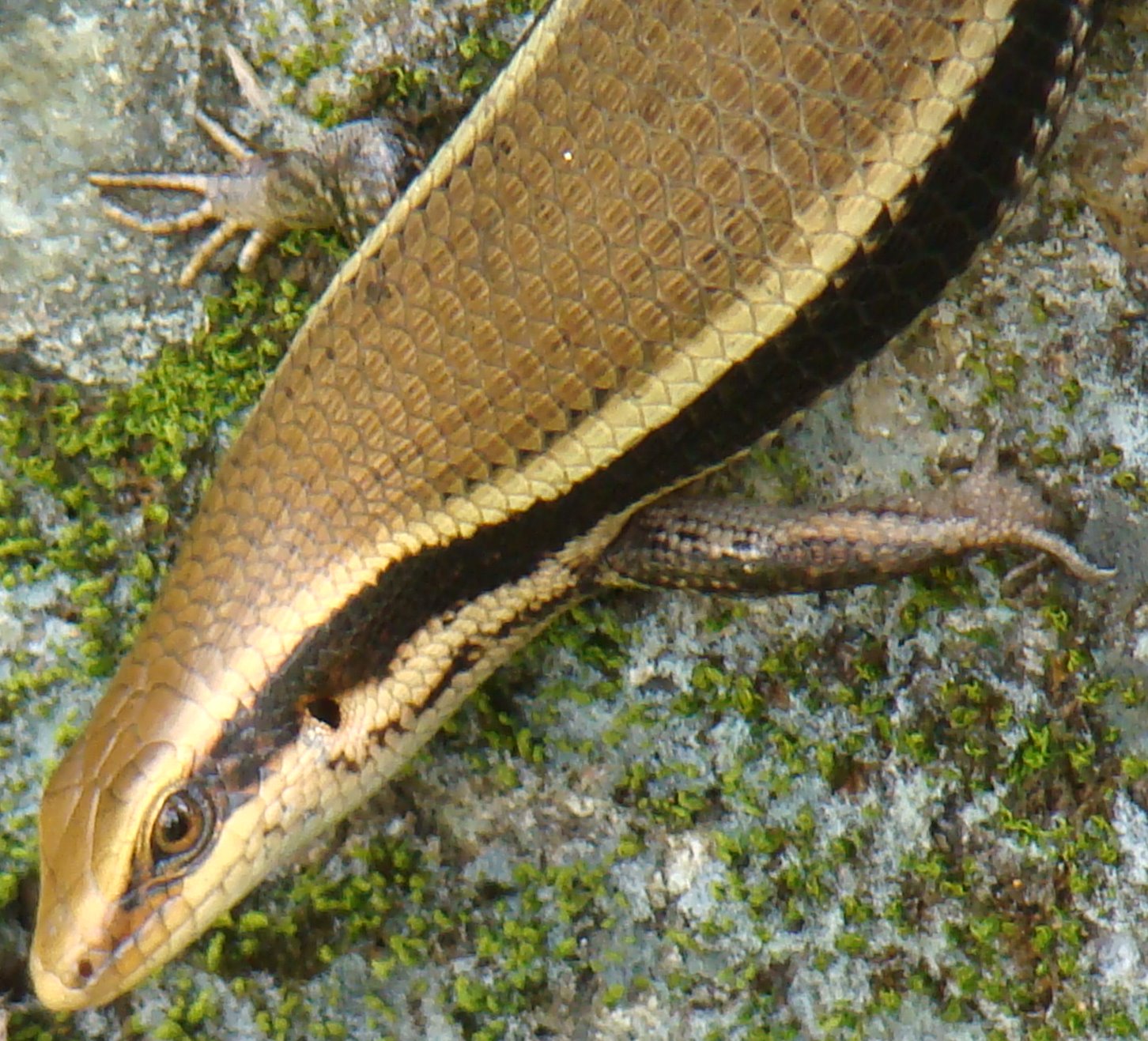 Discover-SriLanka: SRI LANKA - REPTILES [ SKINK ]