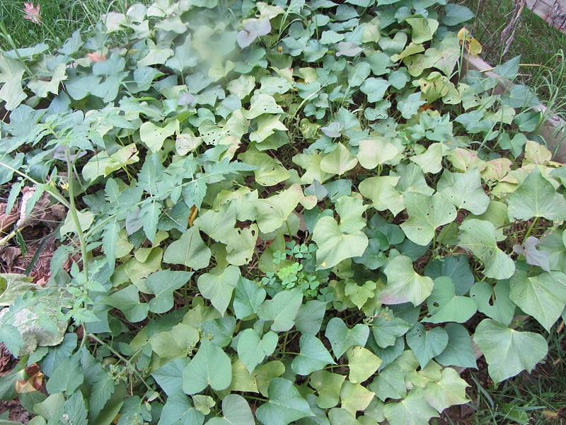 The Rusted Vegetable Garden