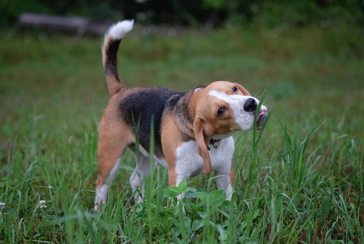 Why Dogs Eat Grass Doglopedix why-dogs-eat-grass-doglopedix