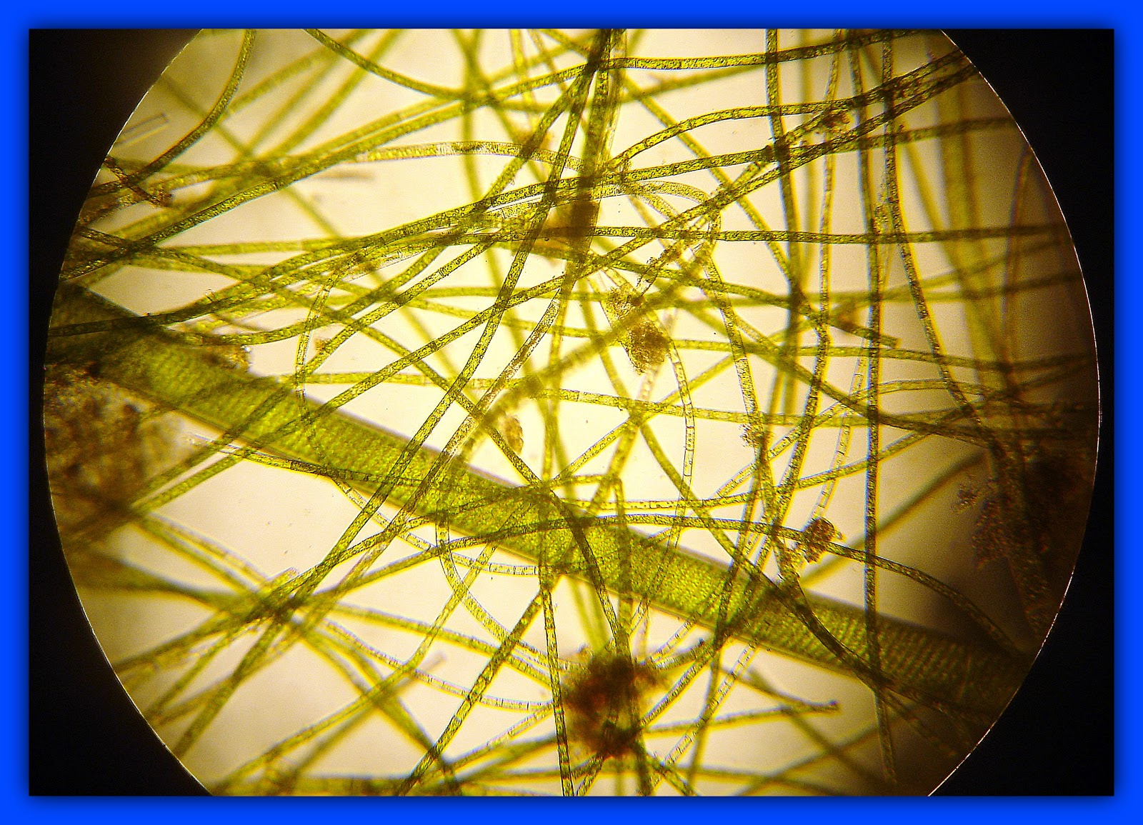 Cultivo de Microalgas em Fotobiorreatores: Filamentosas... Microalgas...