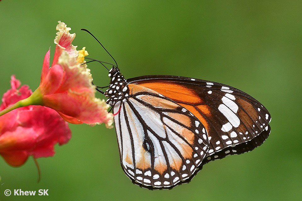 Butterflies of Singapore: Favourite Nectaring Plants #16