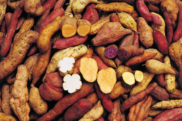 Karakteristik Umbi-Umbian - GiziKlinikKu