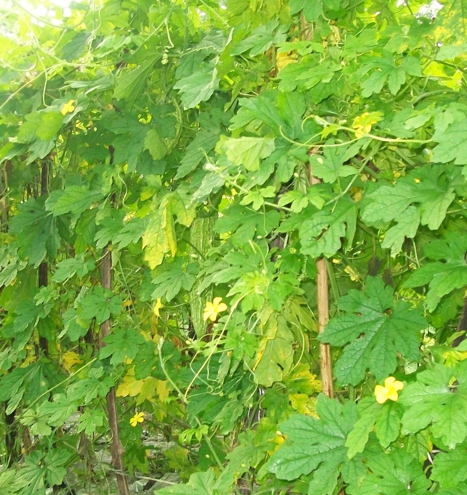 CARA MENANAM / BUDIDAYA PARE /PERIA DI POT ATAU POLIBAG | Pertanian