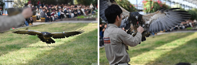JAPANKURU: Things to do in Kobe 🐹 Top Japanese Zoo That Let's You ...