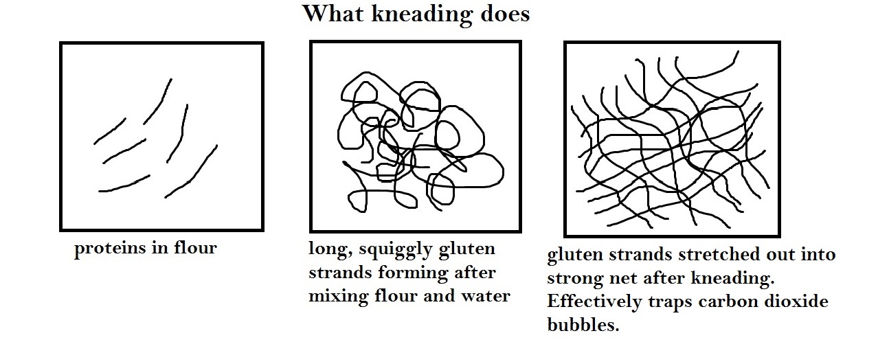 The Bread Maiden: The Science Behind... the baking process, one ...