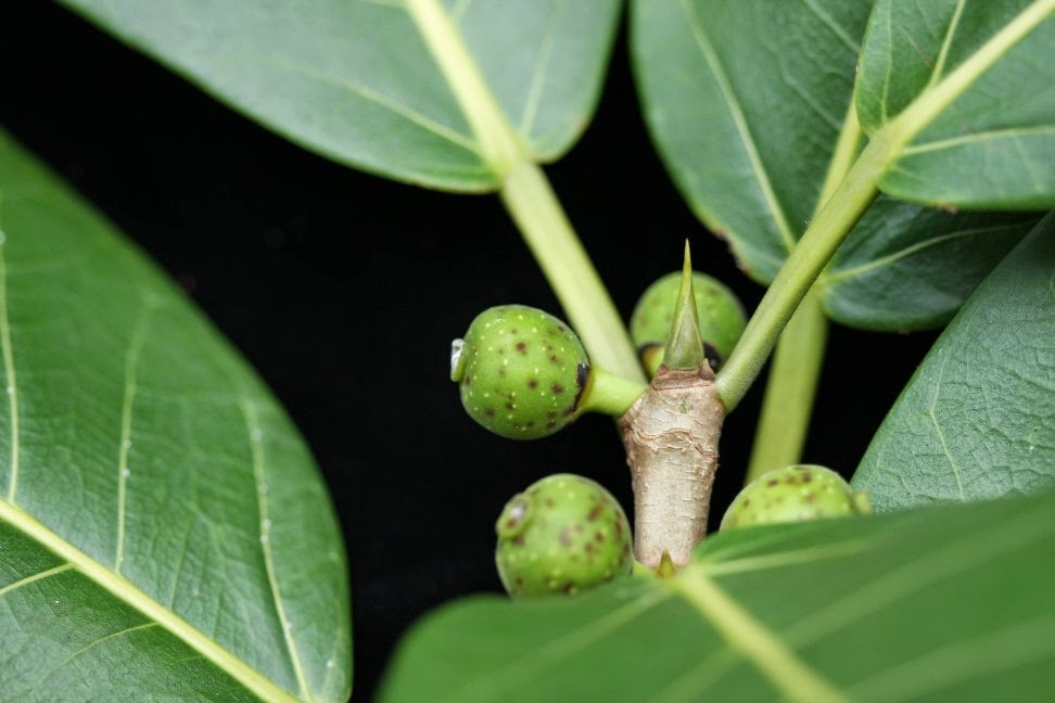 Flora de Puerto Rico Ilustrada Papo Vives: MORACEAE FICUS TRIGONATA