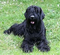Dog Breeds Show: Giant Schnauzer