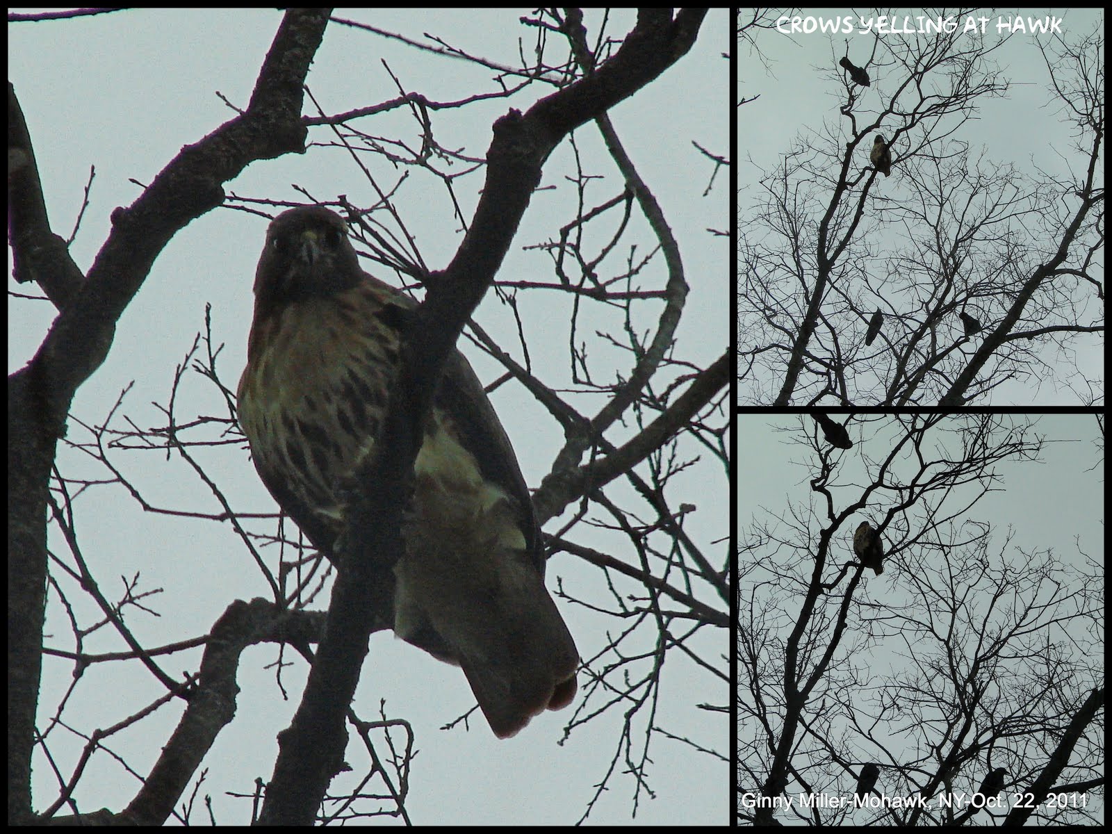 Photography By Ginny: October 20th Thru 22nd-2011-Fox-Hawk-Rat-Vole-Crows