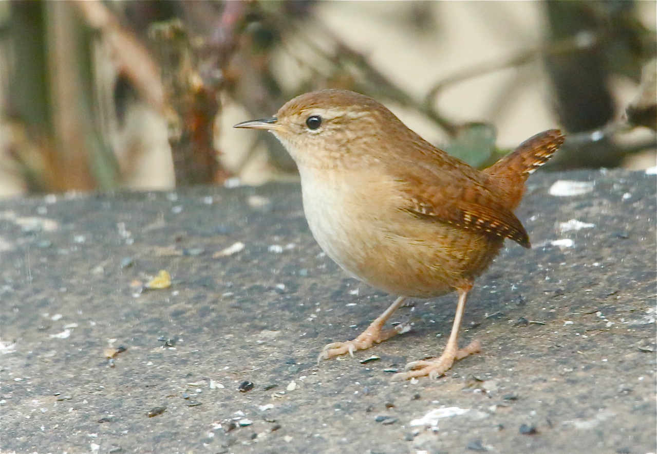 NI Bird Pics: Goldcrest & Wren - Wilfred Swain.