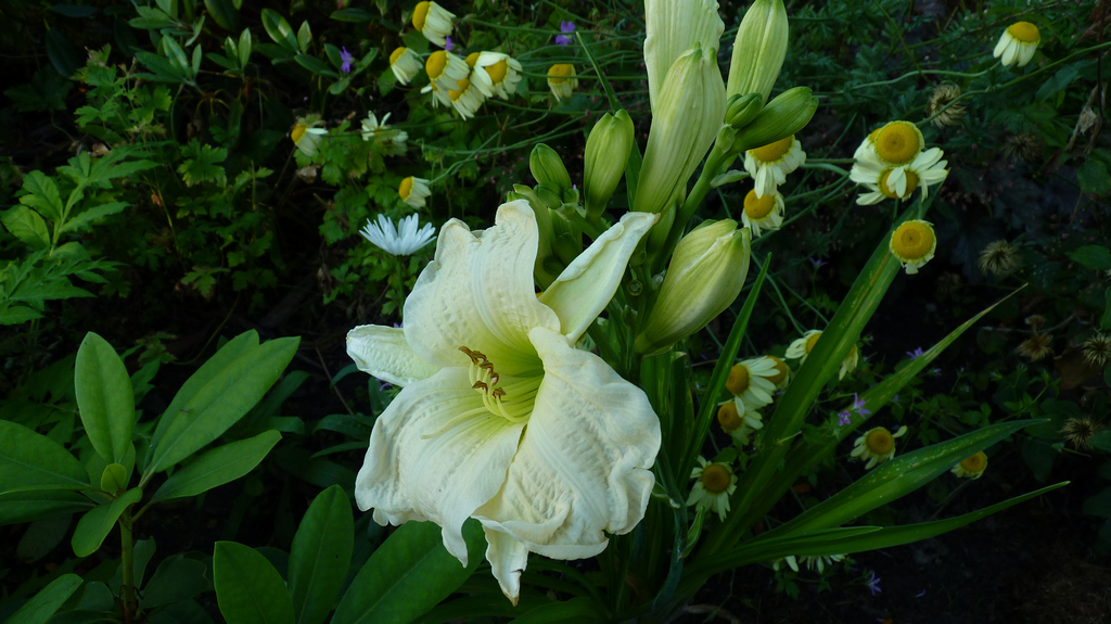 Høneballehaven på Samsø og Hellerupvej på Fyn: Dagliljer/hemerocallis