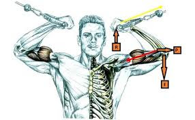 Areas de la biofisica | BIOFISICA