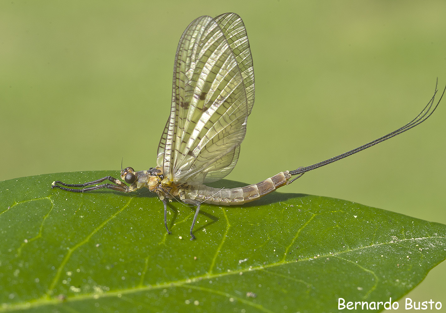 RÍA DE LA VILLA: De vida efímera