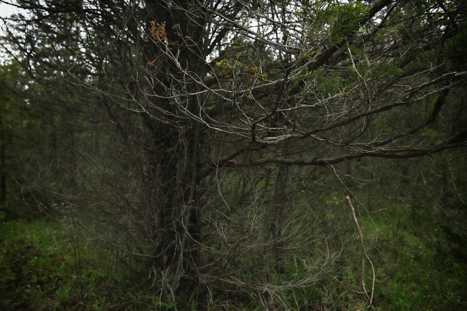 The Prince Edward County Experience: Witch Trees