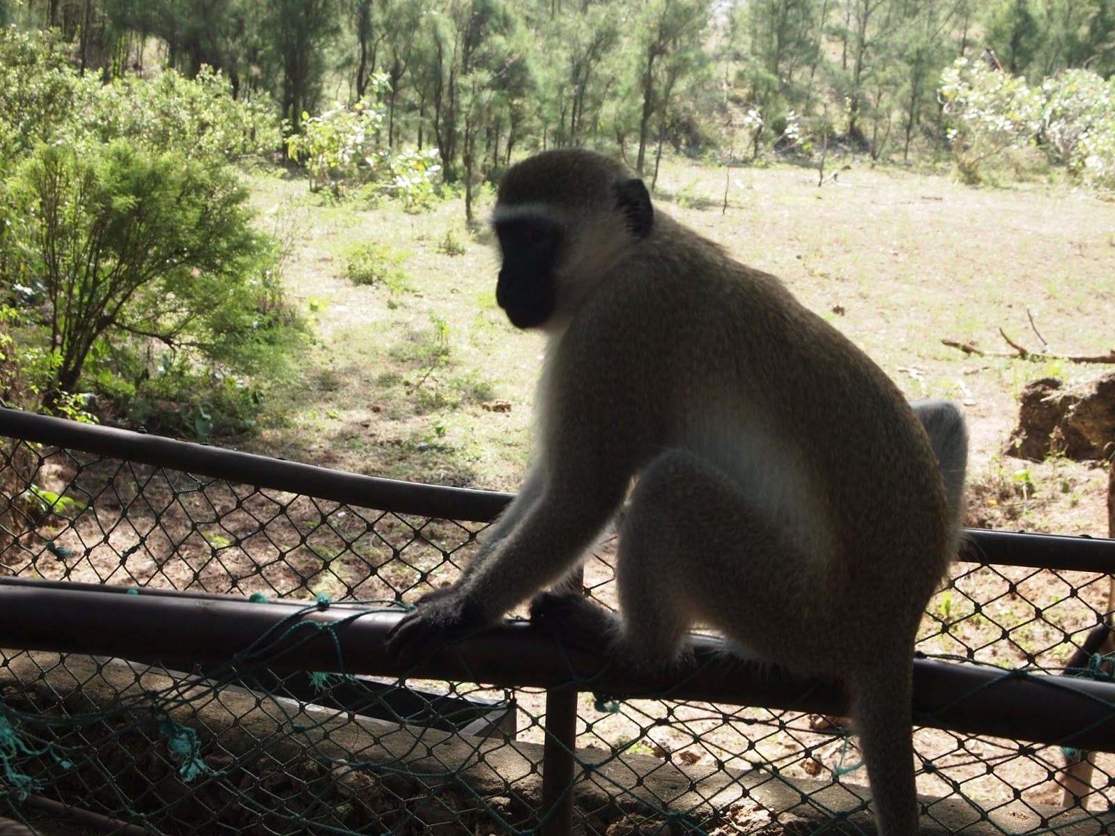 The Azanian Sea: Haller Park in Bamburi, Kenya