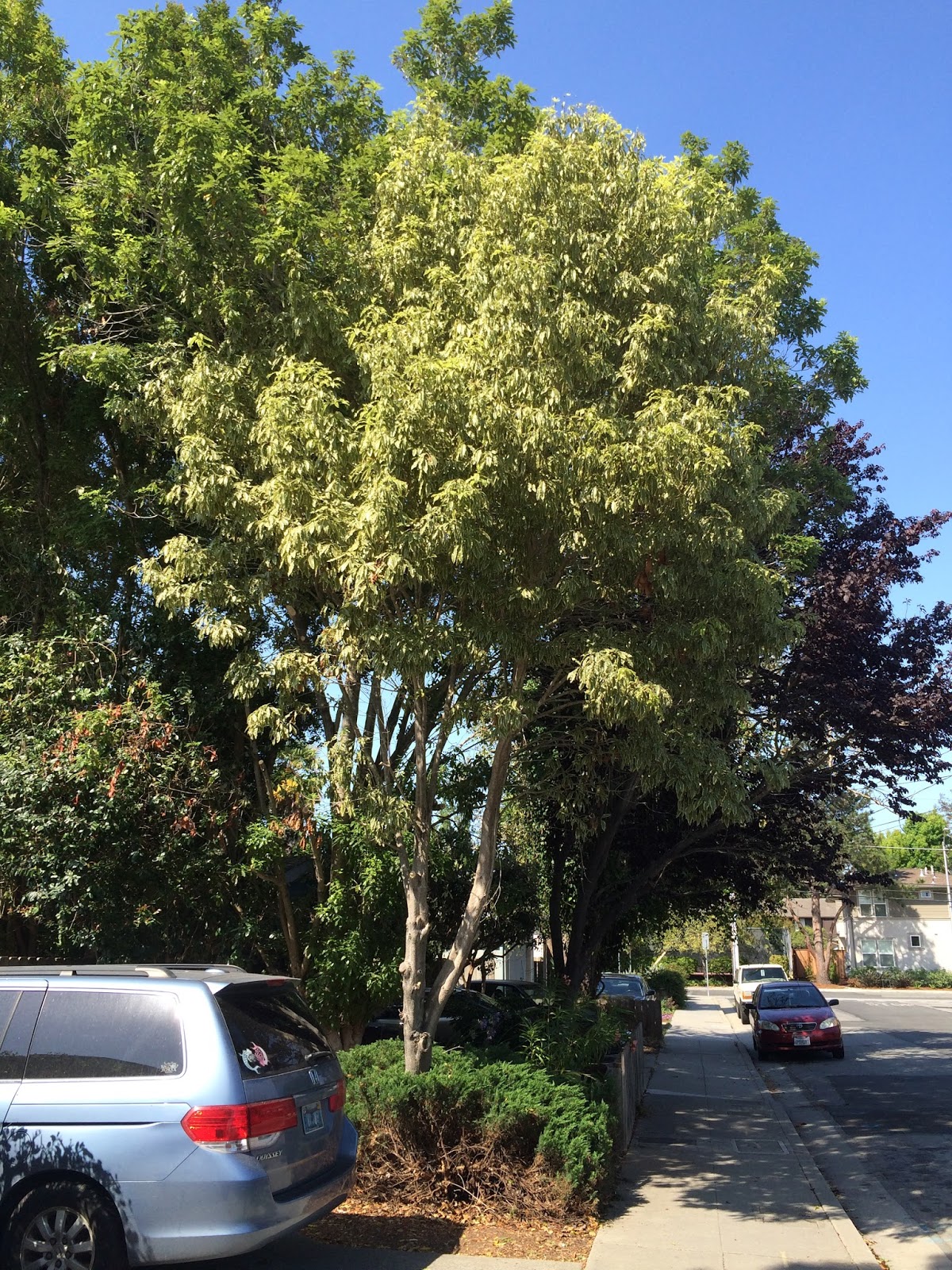 Trees of Santa Cruz County: Pittosporum eugenoioides 'Variegatum ...
