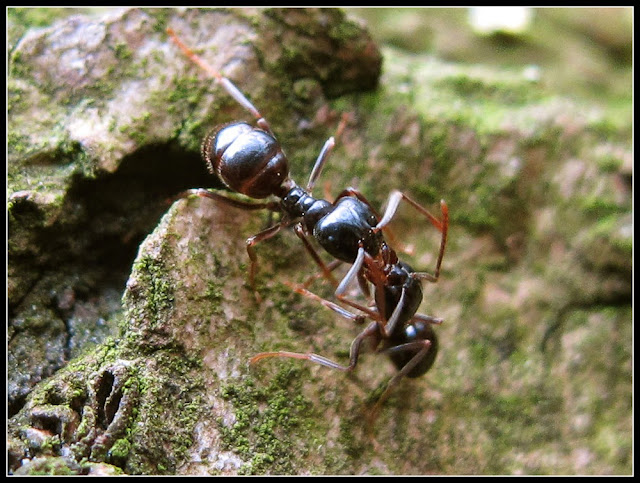 Carnet Nature: Fourmi