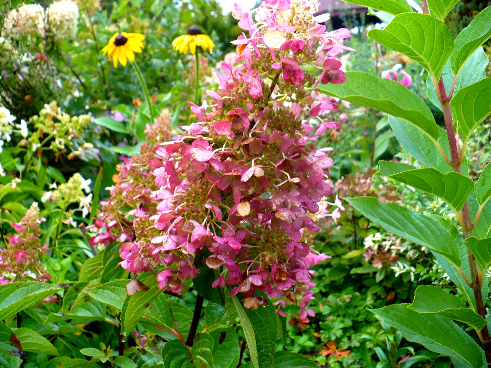 Hydrangea, Hortensja: Hydrangea paniculata (Hortensja bukietowa)'Ruby' ANGEL'S BLUSH