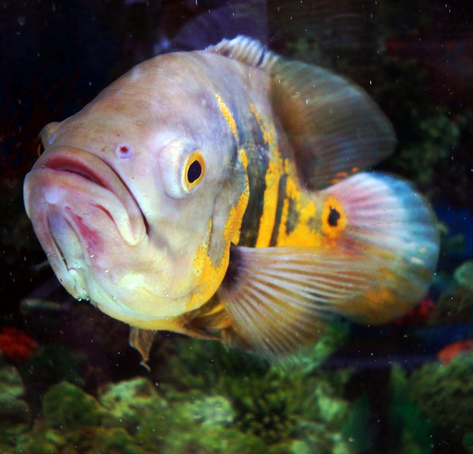 Golden oscar fish - lopershomepage