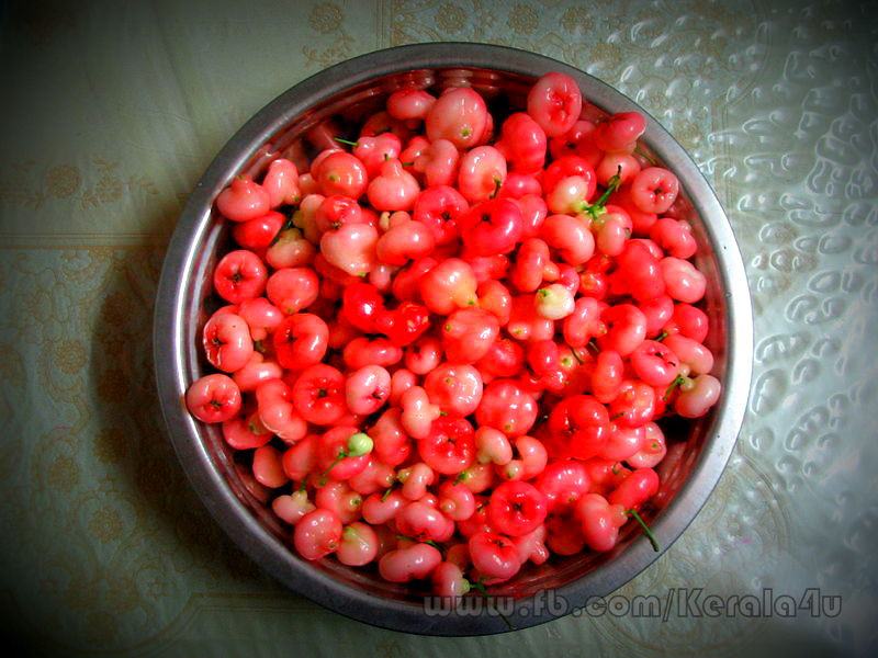 Chambakka | KURUVADY ORIGINAL