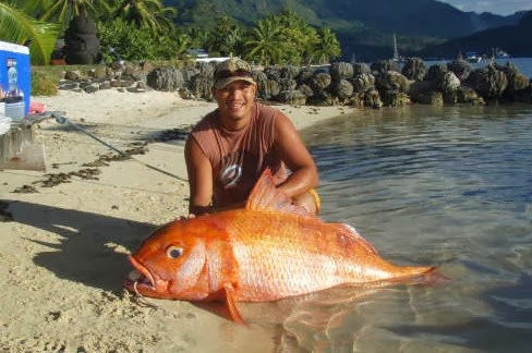 Big Fishes of the World: RUBY SNAPPER (E. Carbunculus)
