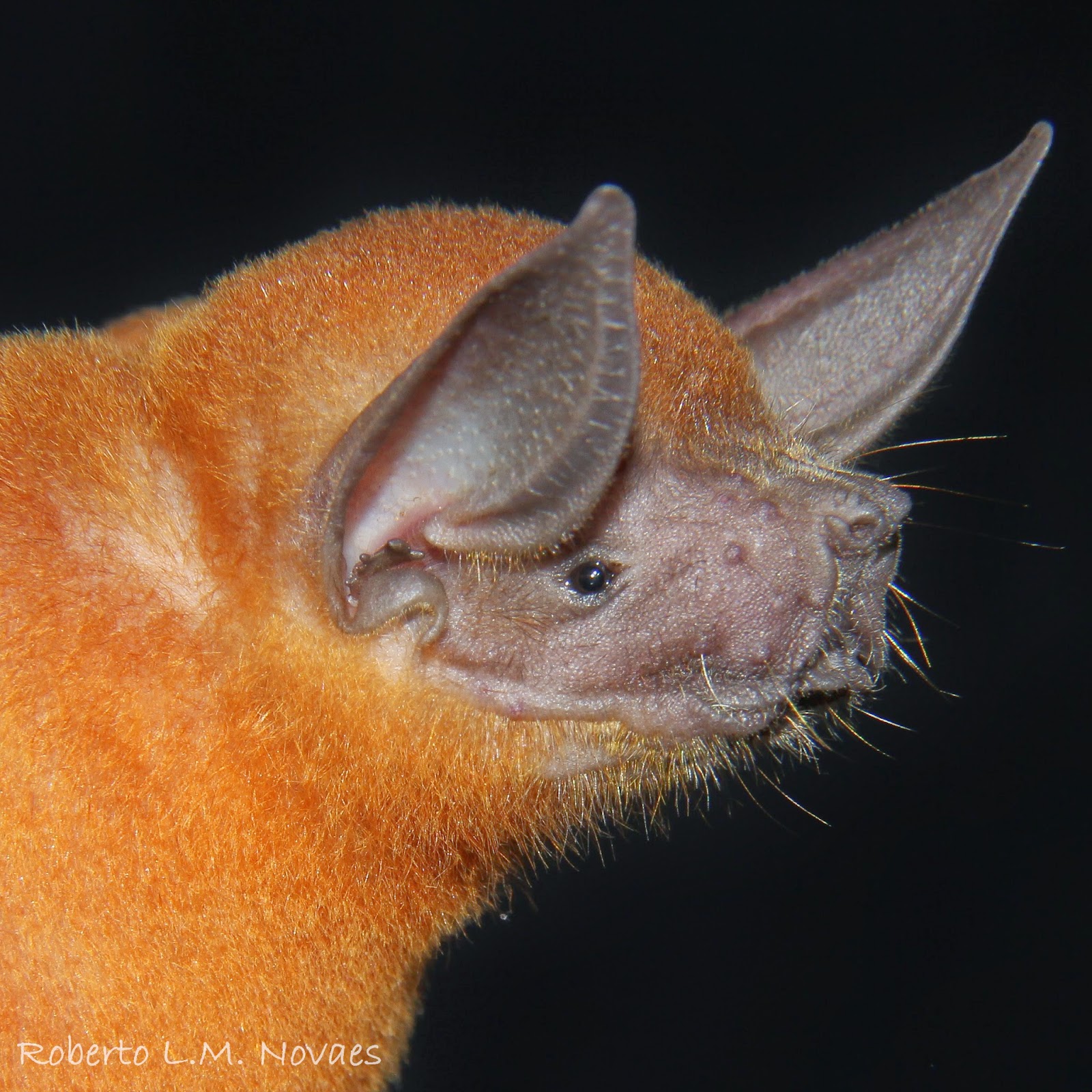 Argentina nativa: Murciélago pescador chico (Noctilio albiventris)