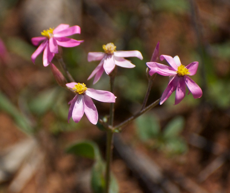 A Wandering Naturalist: Australia: The Camel Soak