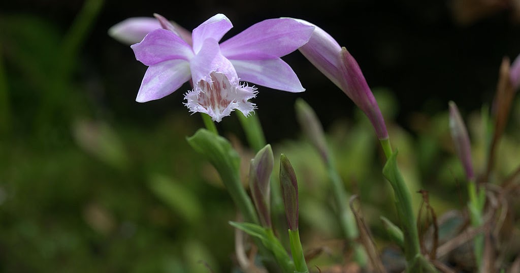 Pleione formosana care and culture | Travaldo's blog