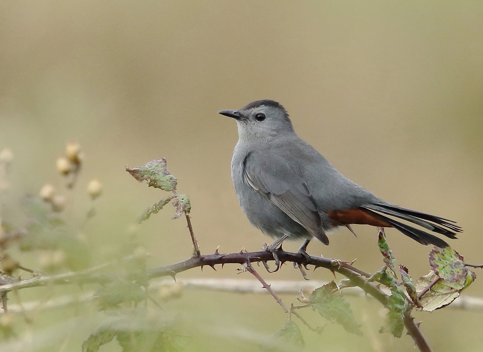 Out4aduck - A record of my birding year: Land's End Grey Catbird