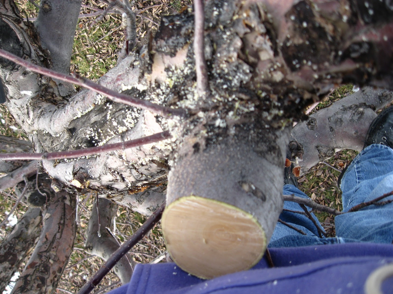 Grow How: Permaculture Pruning: Lesson Two
