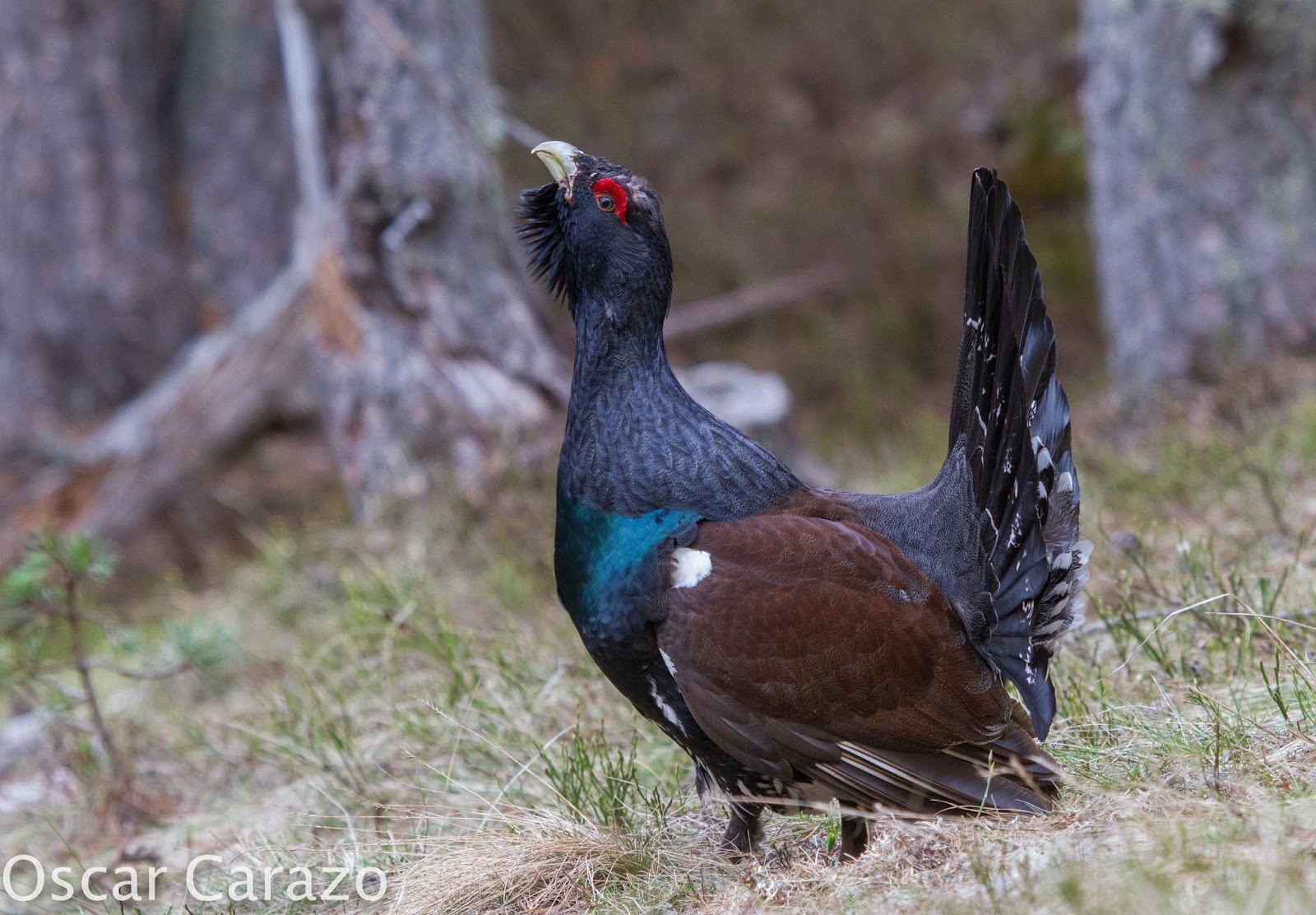 AVESANTURTZI: OTRO SUEÑO CUMPLIDO: UROGALLO PIRENAICO