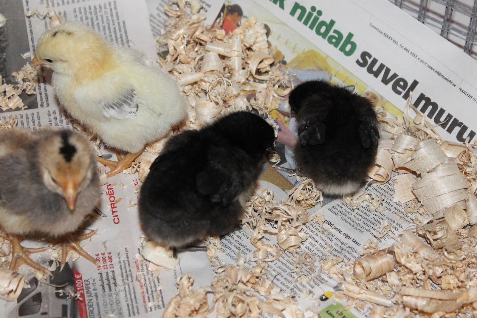 Maakad linnast - Meie uus algus: Kanad, kuked ja munad