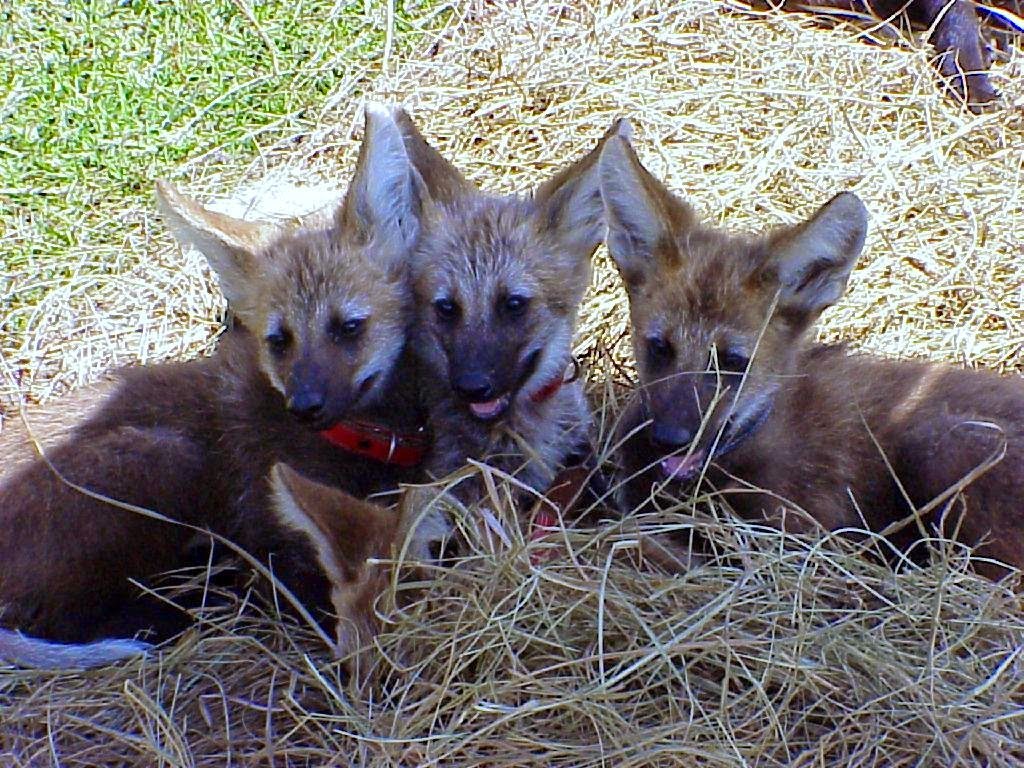 Parques Nacionales del Paraguay: Aguara Guasu cría en cautiverio y abre ...
