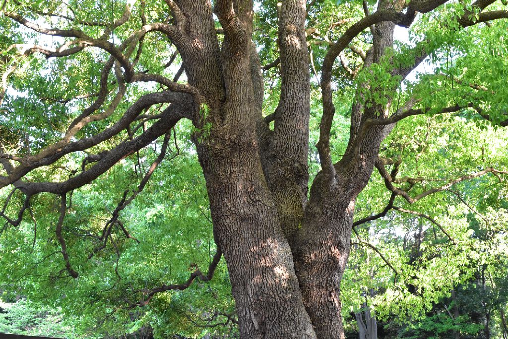 Garden trees in Japan: Camphor tree (Kusunoki)